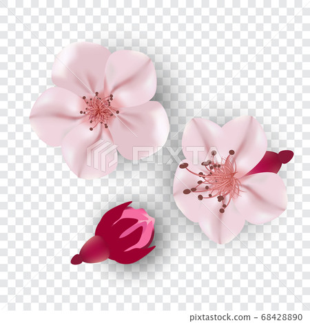 Decorative sakura flowers set, design elements.... - Stock Illustration ...