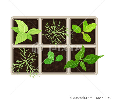 Seedling or Young Plants Growing in Plastic Pot... - Stock Illustration ...