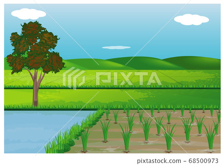 paddy field vector design - Stock Illustration [68500973] - PIXTA