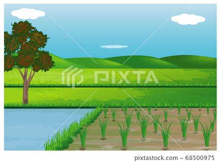 paddy field vector design - Stock Illustration [68500975] - PIXTA
