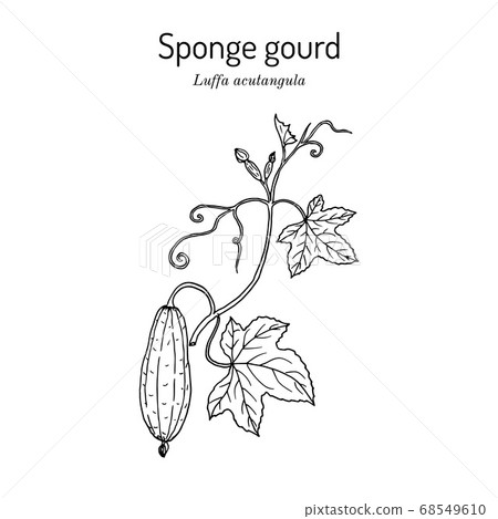 Loofah Luffa acutangula , or sponge gourd,... - Stock Illustration ...