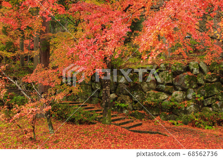 Echizen Daibutsu autumn leaves - Stock Photo [68562736] - PIXTA