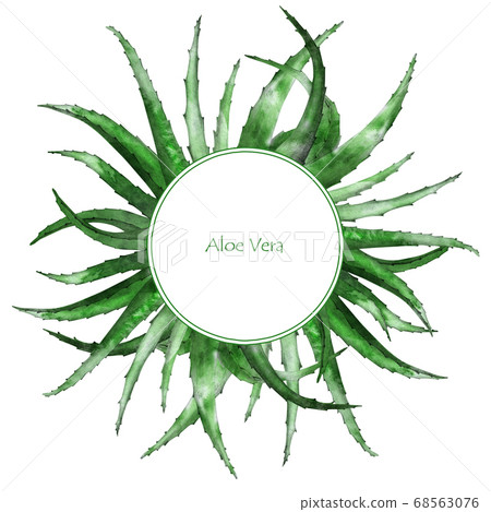 Round frame with aloe vera plant - Stock Illustration [68563076] - PIXTA