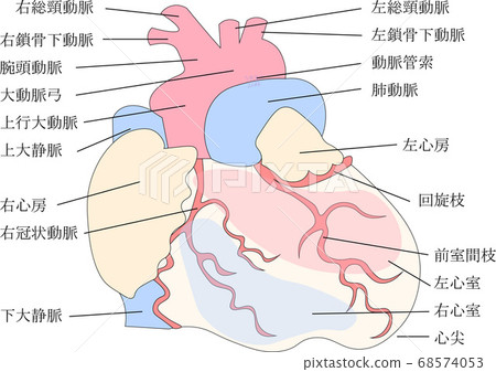 Heart structure - Stock Illustration [68574053] - PIXTA