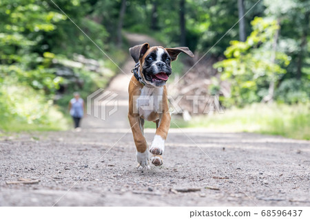 Full Grown Golden Boxer Dog
