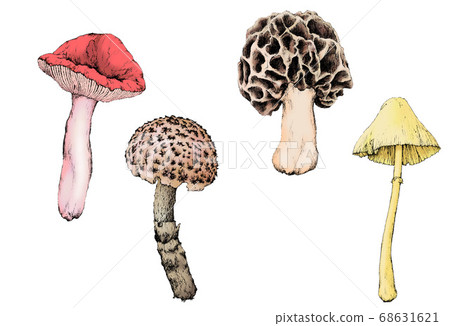 4 kinds of mushrooms colorful - Stock Illustration [68631621] - PIXTA