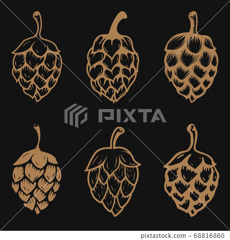 Set of beer hop illustrations. - Stock Illustration [68816860] - PIXTA