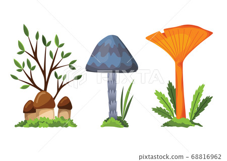 Mushroom and toadstool. Illustration of the... - Stock Illustration ...