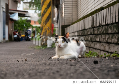 Stray Cats Tortoise Shell