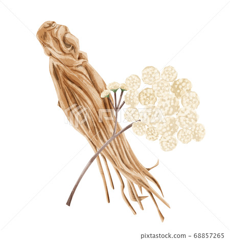 Toki Chinese herbal medicine watercolor... - Stock Illustration ...