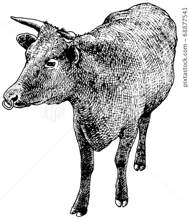 Wagyu pen drawing - Stock Illustration [68877541] - PIXTA