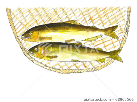 Ayu - Stock Illustration [68963566] - PIXTA