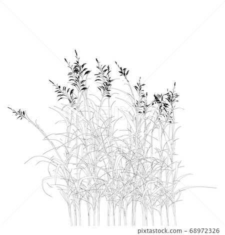 Contour detailed grass isolated on white... - Stock Illustration ...