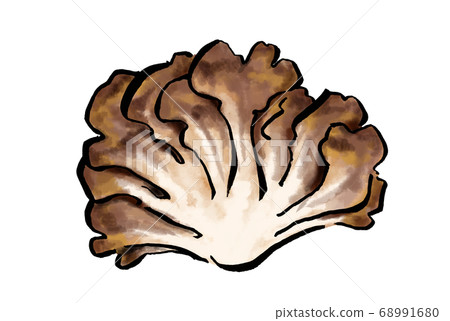 Maitake Maitake, a hand drawn illustration of... - Stock Illustration ...