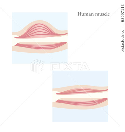 Arm muscle stretch vector illustration - Stock Illustration [68997118 ...
