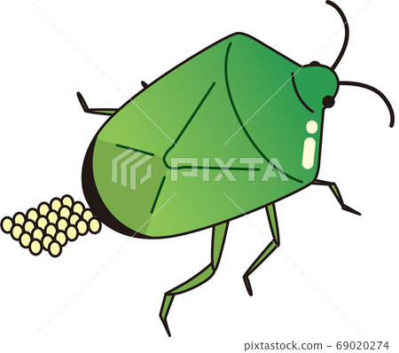 Stink bugs laying eggs - Stock Illustration [69020274] - PIXTA
