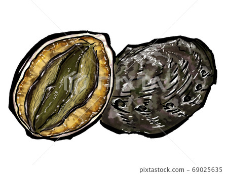 Abalone illustration abalone - Stock Illustration [69025635] - PIXTA
