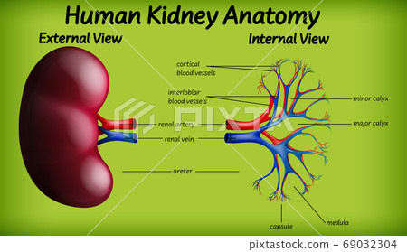 Kidney External Anatomy The Kidneys: Paramedic Guide
