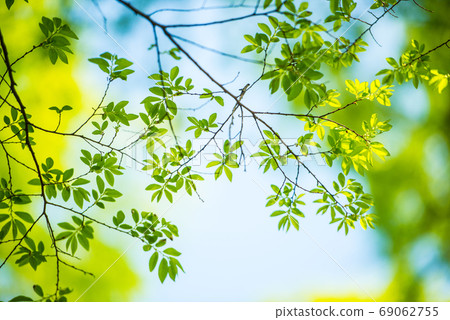 Fresh green - Stock Photo [69062755] - PIXTA
