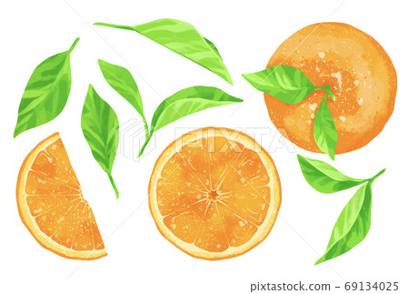 Illustrations of oranges seen from various angles - Stock Illustration ...
