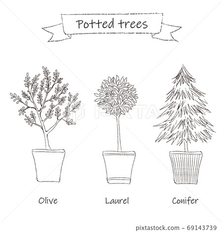 Potted tree line drawing - Stock Illustration [69143739] - PIXTA