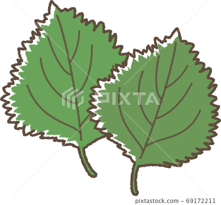 Macrophyll - Stock Illustration [69172211] - PIXTA