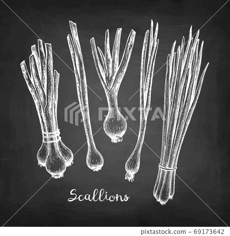 Chalk sketch of scallion. - Stock Illustration [69173642] - PIXTA