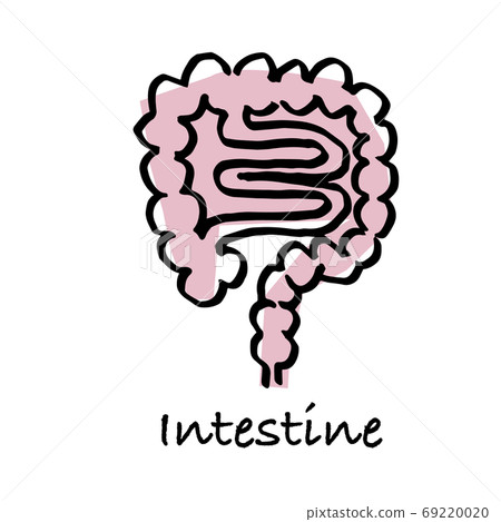 Handwritten line drawing image of intestine - Stock Illustration ...