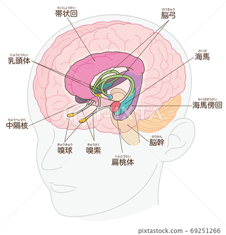 Head brain illustration with limbic system name - Stock Illustration ...