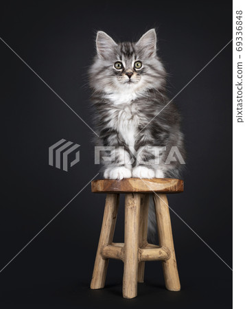Silver Norwegian Forest Cat