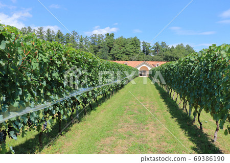 September wine vineyard Azumino winery - Stock Photo [69386190] - PIXTA