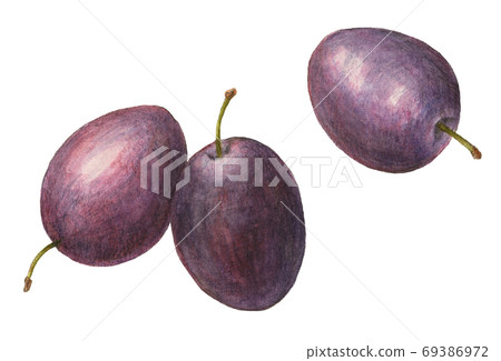 Prunes hand-painted watercolor pencil painting - Stock Illustration ...