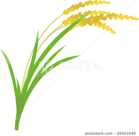 Simple rice ear illustration - Stock Illustration [69481649] - PIXTA