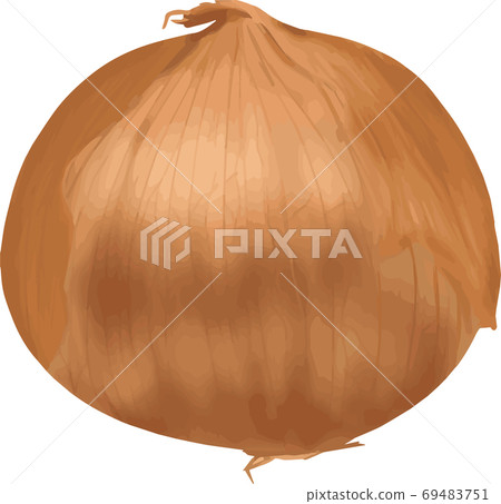 Realistic onion illustration - Stock Illustration [69483751] - PIXTA