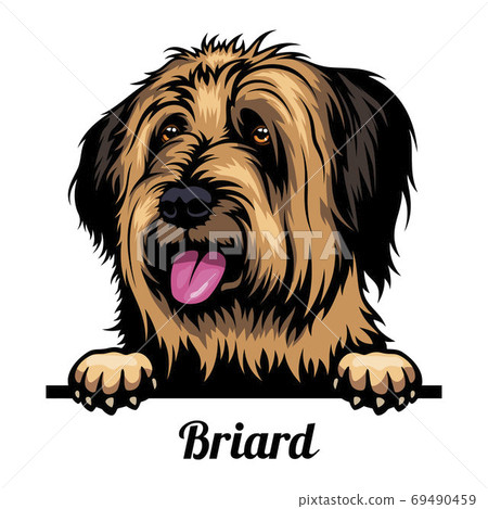 White Briard Dog