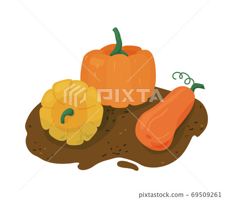 Pumpkins group on ground vector illustration.... - Stock Illustration ...