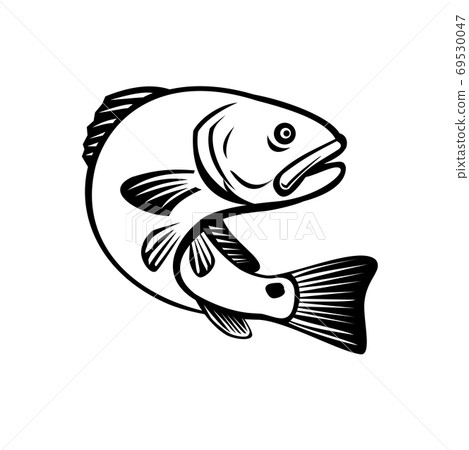 Red Drum Redfish Channel Bass Puppy Drum or... - Stock Illustration ...