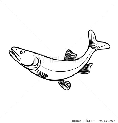 Colorado Pikeminnow Ptychocheilus Lucius or... - Stock Illustration ...