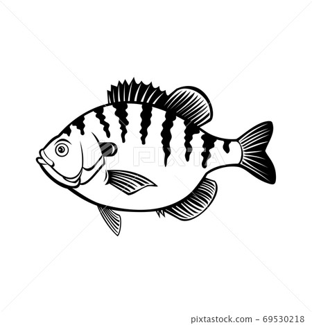 Bluegill Bream Brim Sunny or Copper Nose Fish... - Stock Illustration ...