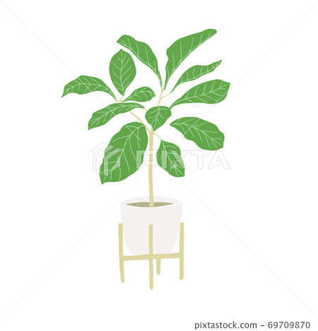 Ficus tree. Home hand drawing plant - Stock Illustration [69709870] - PIXTA