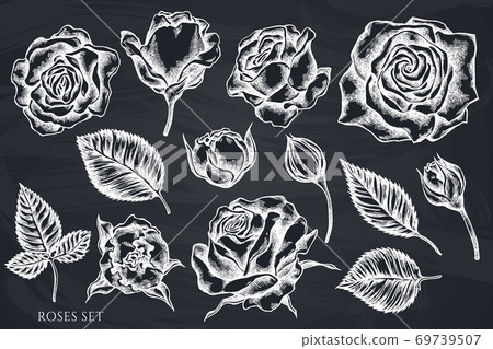 Vector set of hand drawn chalk roses - Stock Illustration [69739507 ...