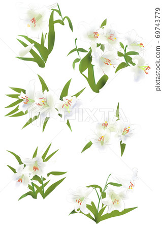 Shirayuri material - Stock Illustration [69743779] - PIXTA