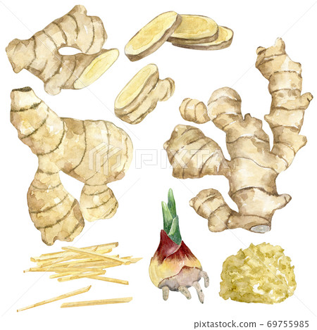 Watercolor ginger collection - Stock Illustration [69755985] - PIXTA