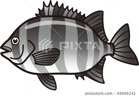 Striped beakfish Ishidai - Stock Illustration [69806242] - PIXTA