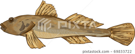 Simple and realistic goby illustration - Stock Illustration [69833722 ...