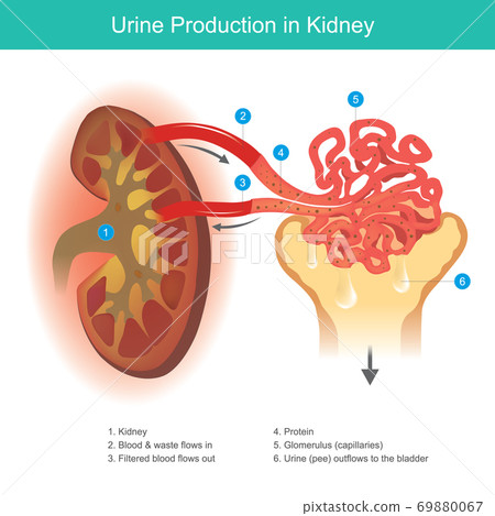 Urine Production in Kidney. Illustration... - Stock Illustration ...