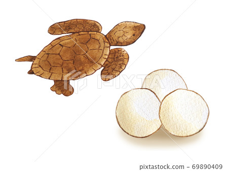 Loggerhead turtle - Stock Illustration [69890409] - PIXTA
