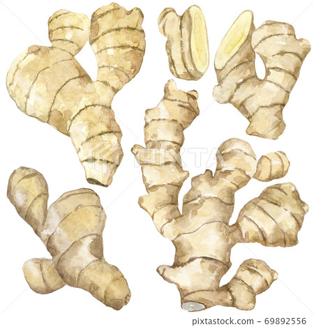 Watercolor collection of ginger roots - Stock Illustration [69892556 ...