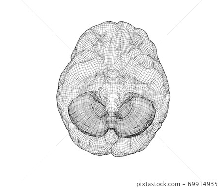Vector 3D wireframe brain from bottom view... - Stock Illustration ...
