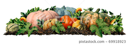 Autumn Pumpkin Border Design - Stock Illustration [69918923] - PIXTA